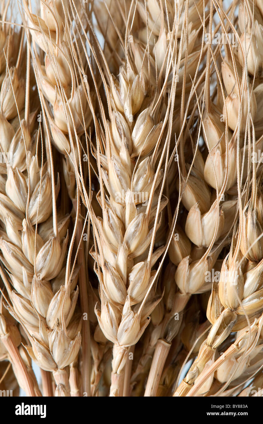 Winter wheat closeup hi-res stock photography and images - Alamy