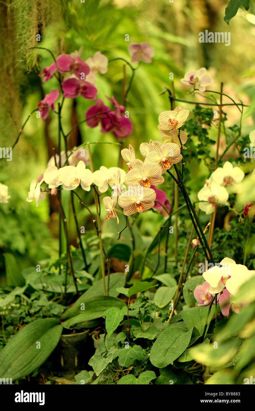 Natural orchids hi-res stock photography and images - Alamy