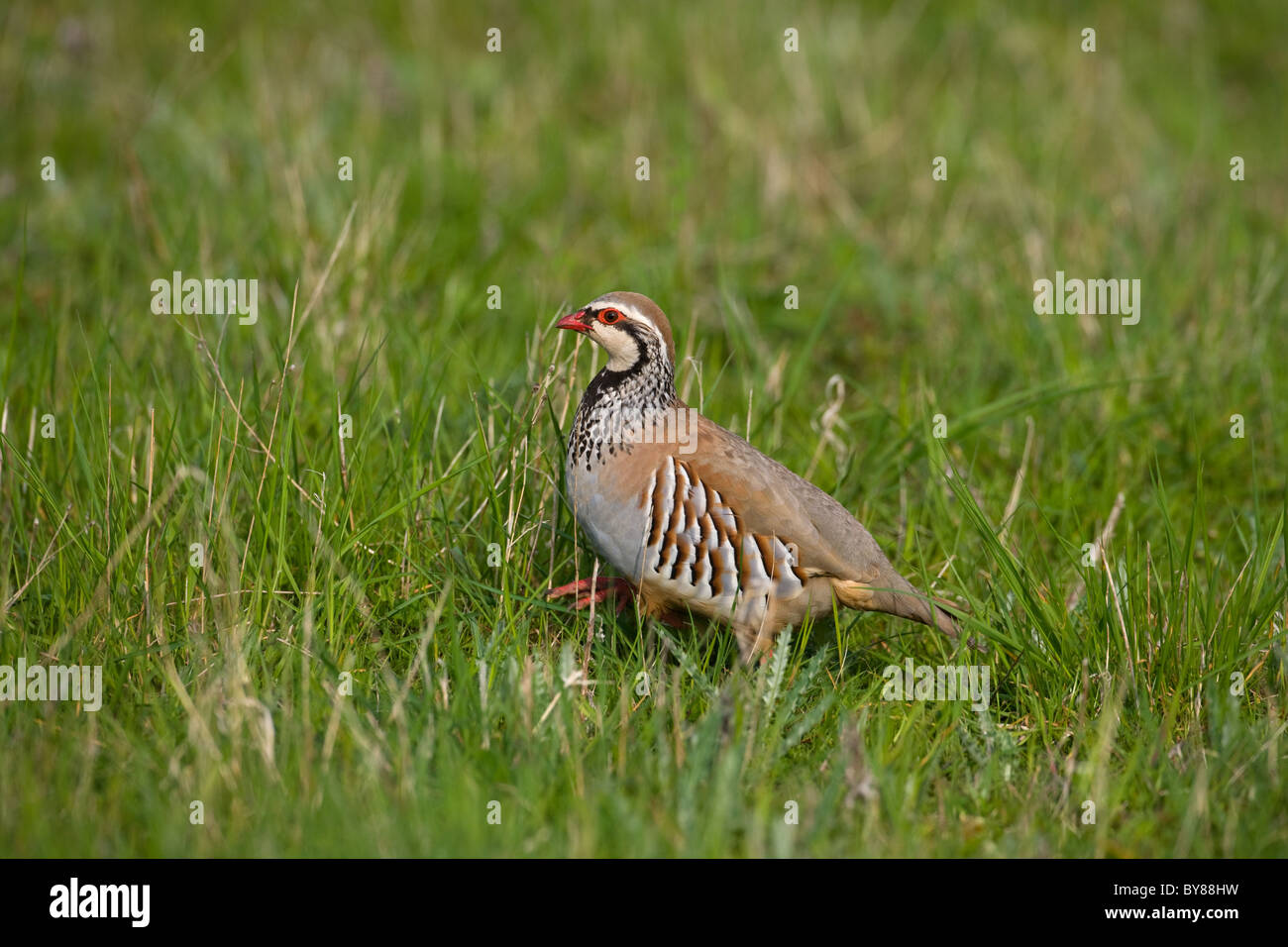 Red-legged Partridge Alectoris rufa feeding in meadow Stock Photo - Alamy