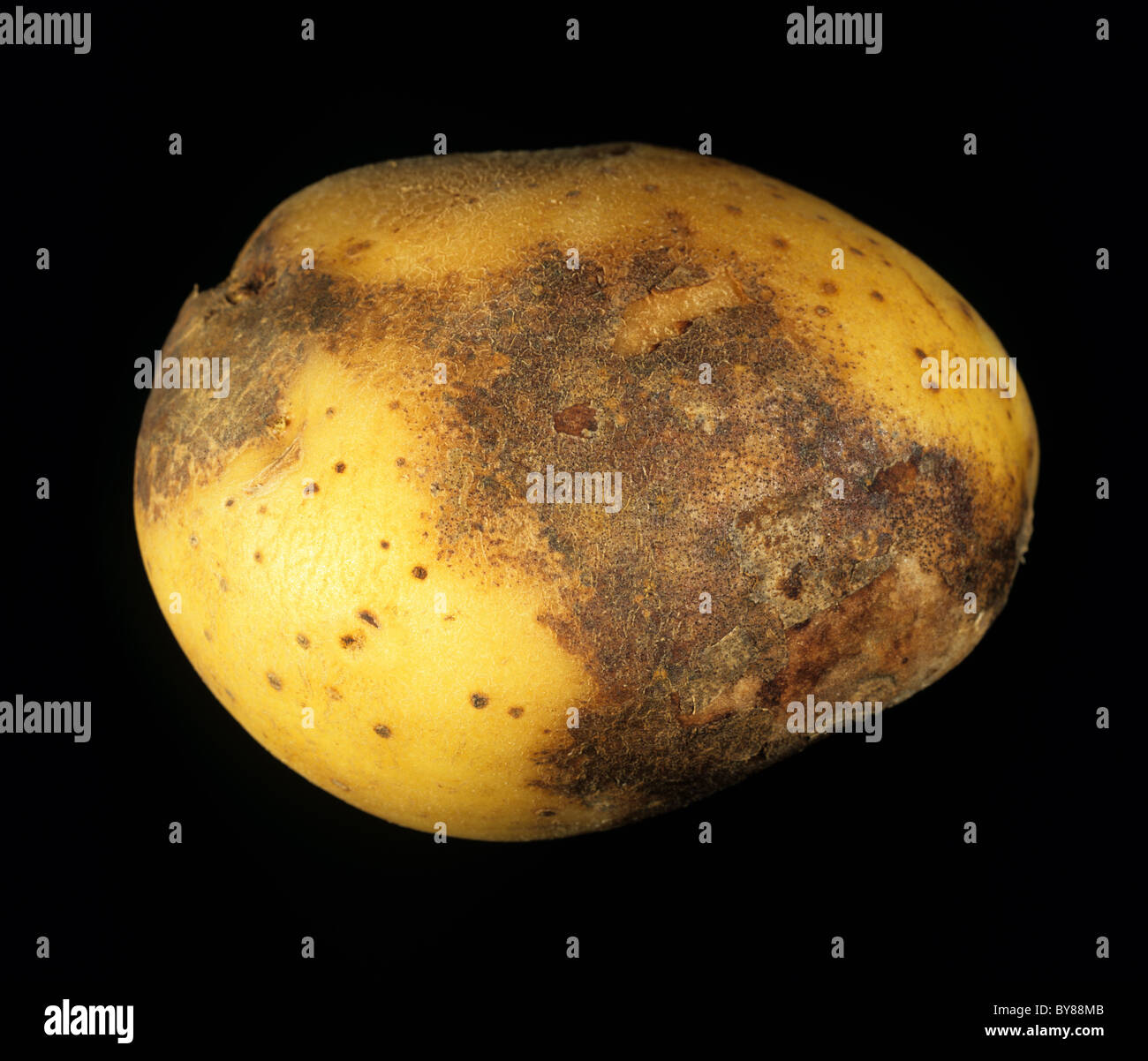 Violet root rot (Helicobasidium purpureum) external symptoms on a ...