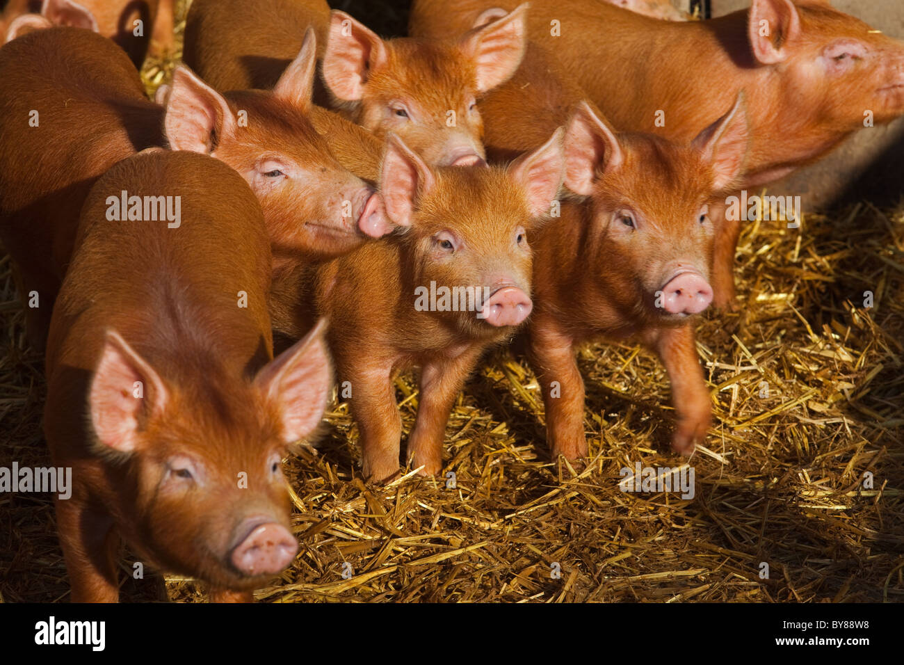 Rare breed hi-res stock photography and images - Alamy