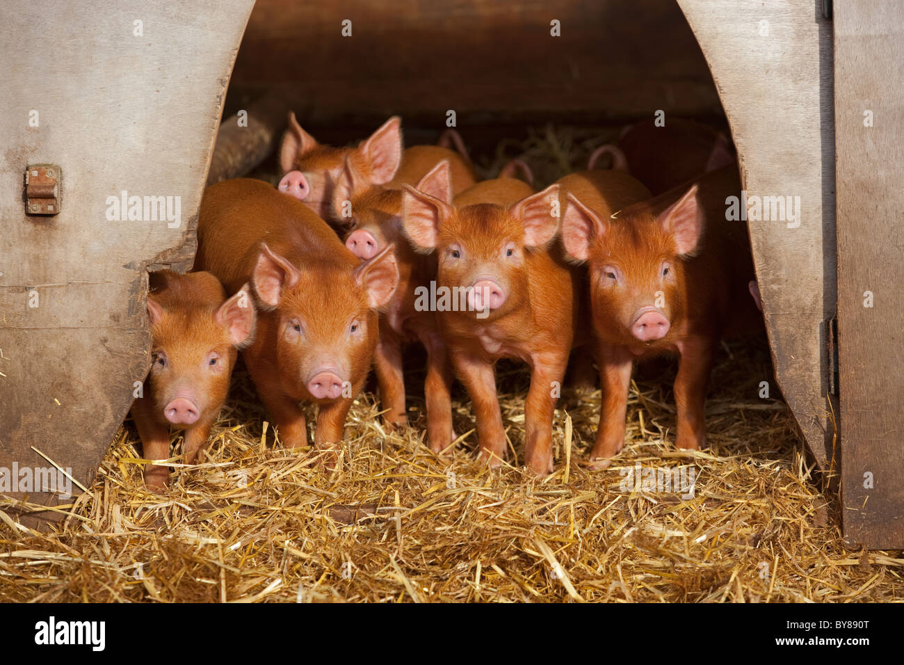 Tamworth piglets hi-res stock photography and images - Alamy