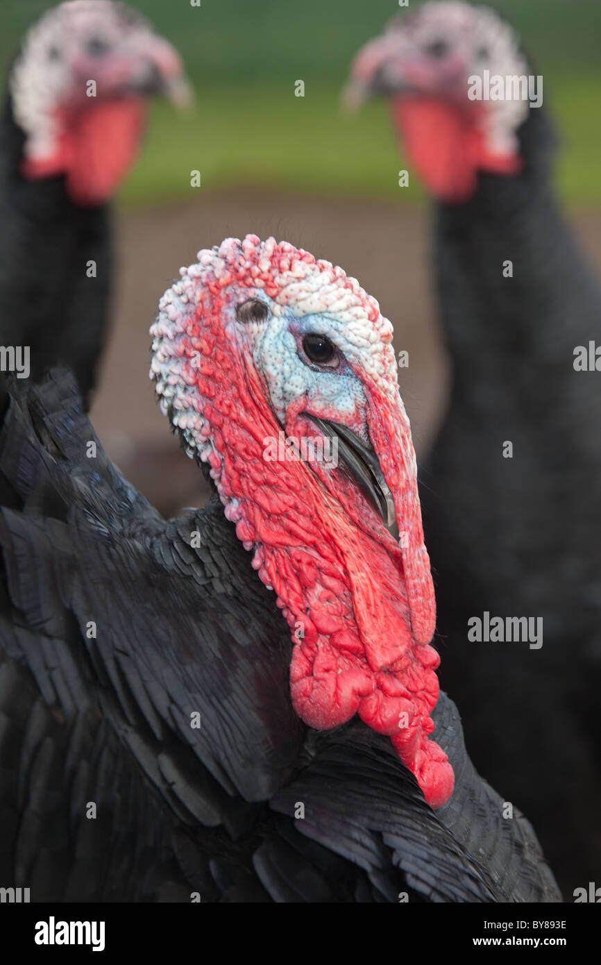 portrait of Norfolk Black Turkey on smallholding Stock Photo - Alamy