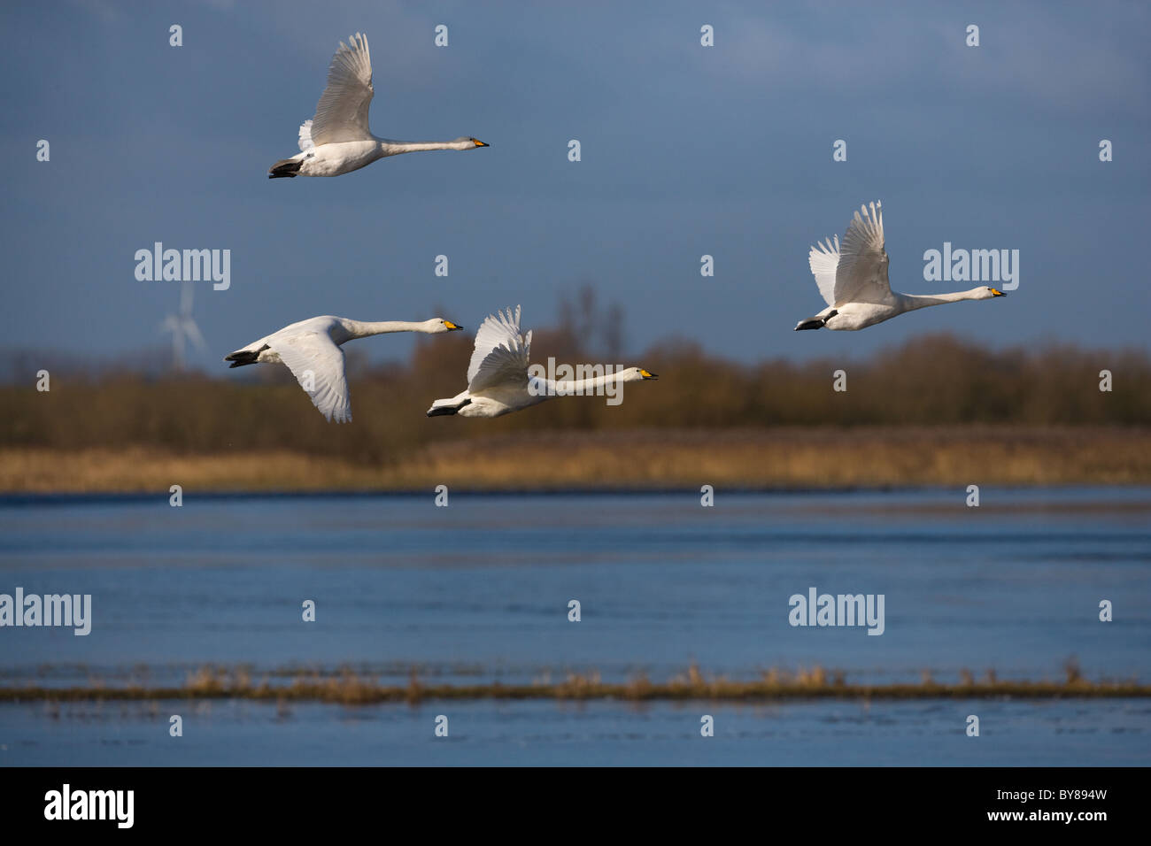 Whooper Swans Cygnus cygnus in Flight on the Ouse Washes Norfolk ...