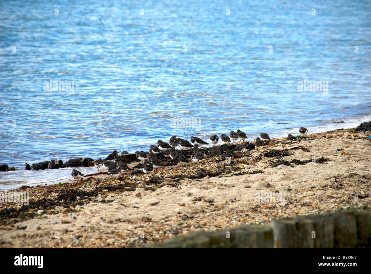 Lepe Country Park Hampshire UK Dunlin Birds Solent Beach Stock Photo ...