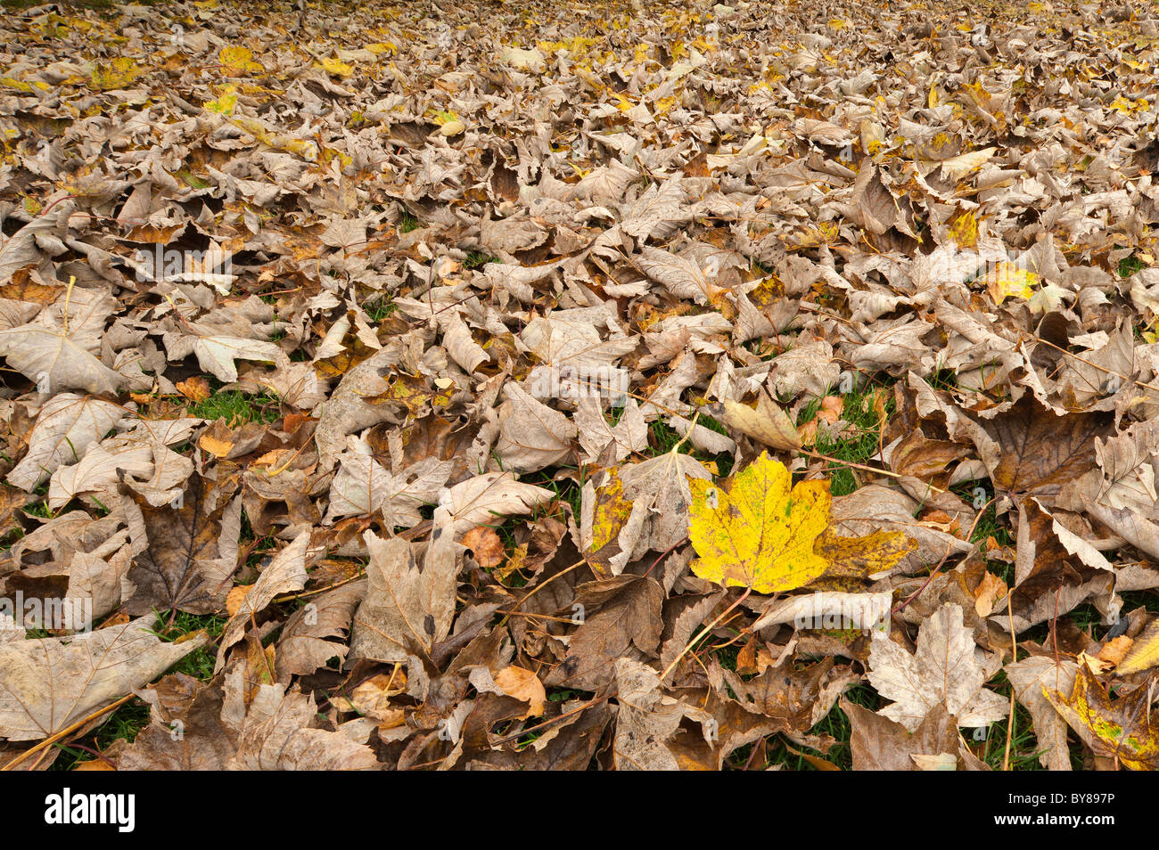 close up of autumn fall leaves maple plane spp Stock Photo - Alamy