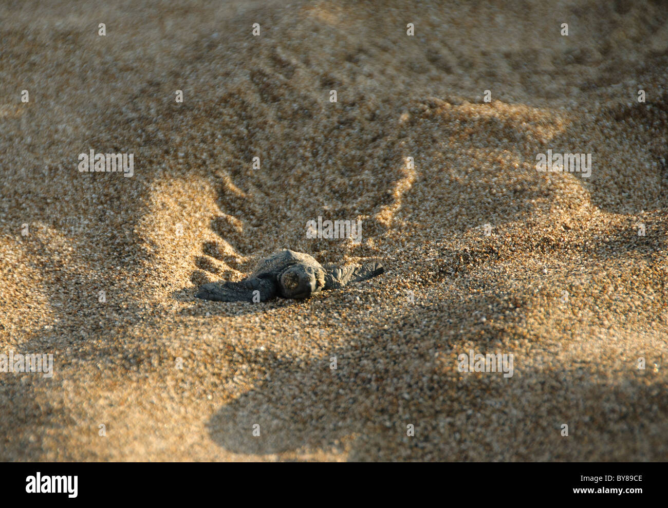 Baby Turtle and tracks Stock Photo - Alamy