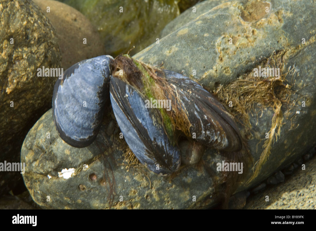 Common Mussel (Mytilus edulis) adults, group on rocky shore South of ...
