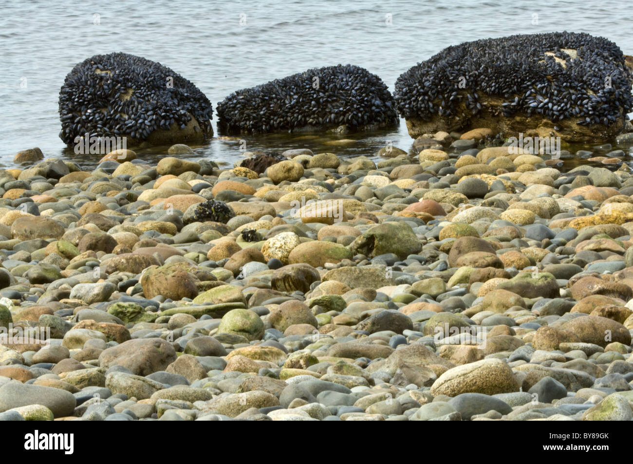 Common Mussel (Mytilus edulis) adults, group on rocky shore South of ...