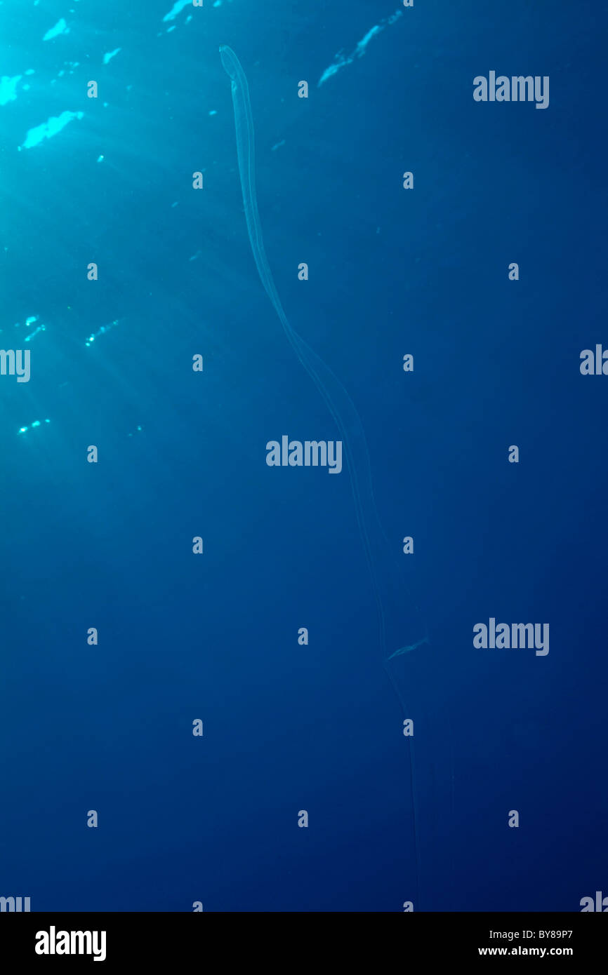 The cestus hi-res stock photography and images - Alamy