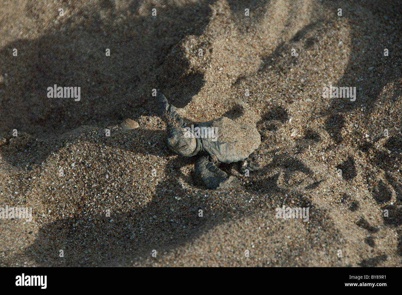 Baby at the beach shell hi-res stock photography and images - Alamy