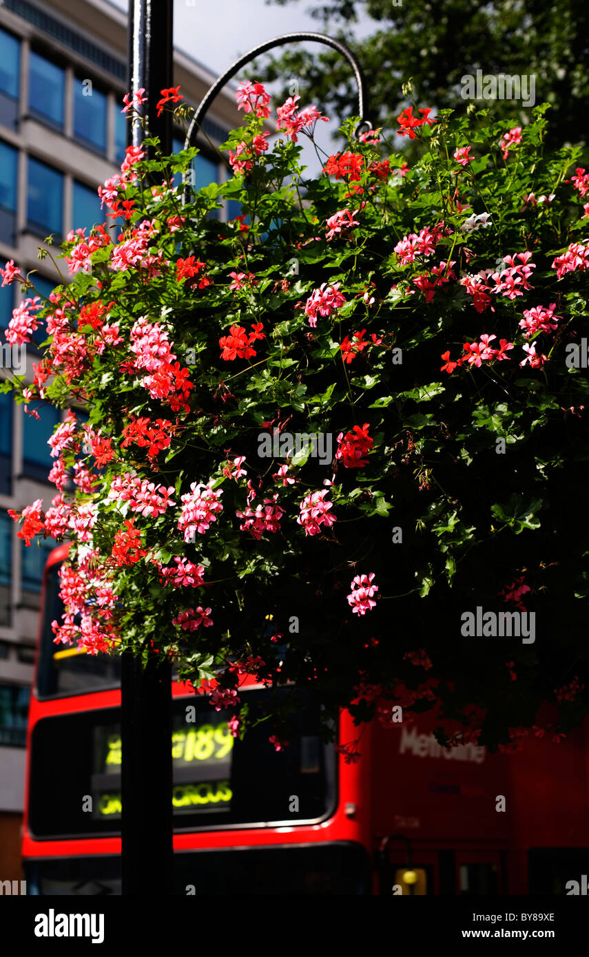 Summer flowers in hanging basket, double-decker bus, London, England ...