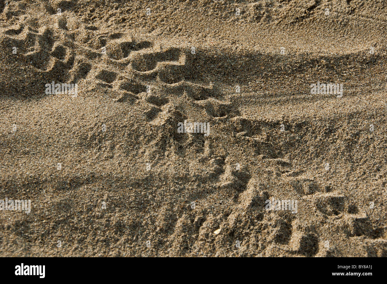 Snapping Turtle Tracks