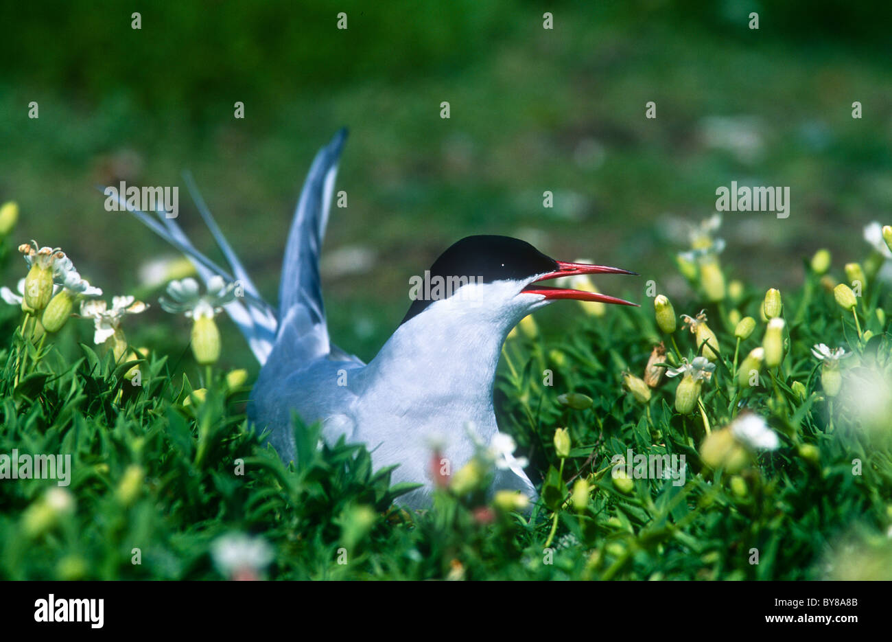 Common tern, Sterna hirundo, Farne Islands, Northumbria Stock Photo - Alamy