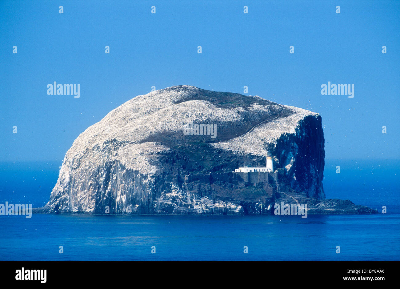Gannet colony, Sula bassana, on Bass Rock, East Lothian, Scotland Stock ...