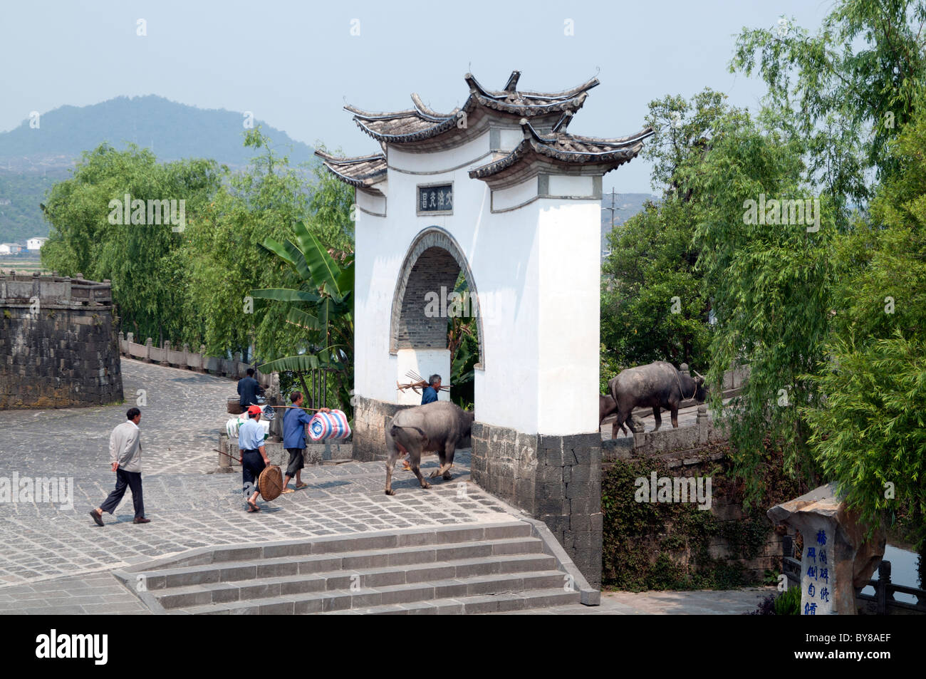 Driving oxen hi-res stock photography and images - Alamy