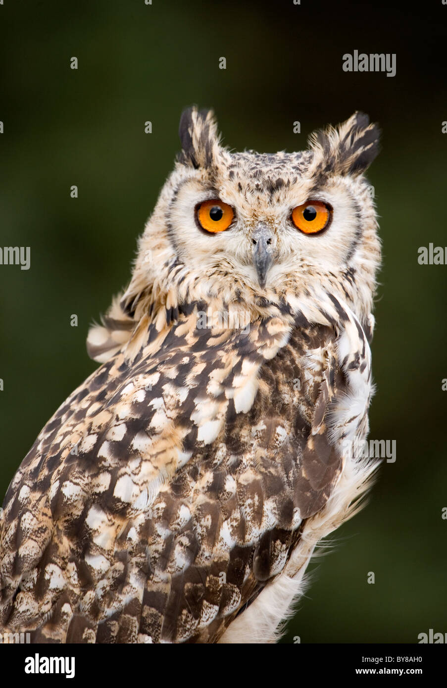 Bubo bubo bengalensis hi-res stock photography and images - Alamy