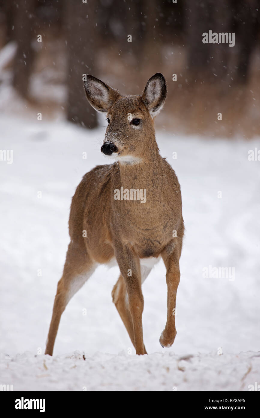 White-tailed Deer (Odocoileus virginianus) New York - Doe - In snow ...