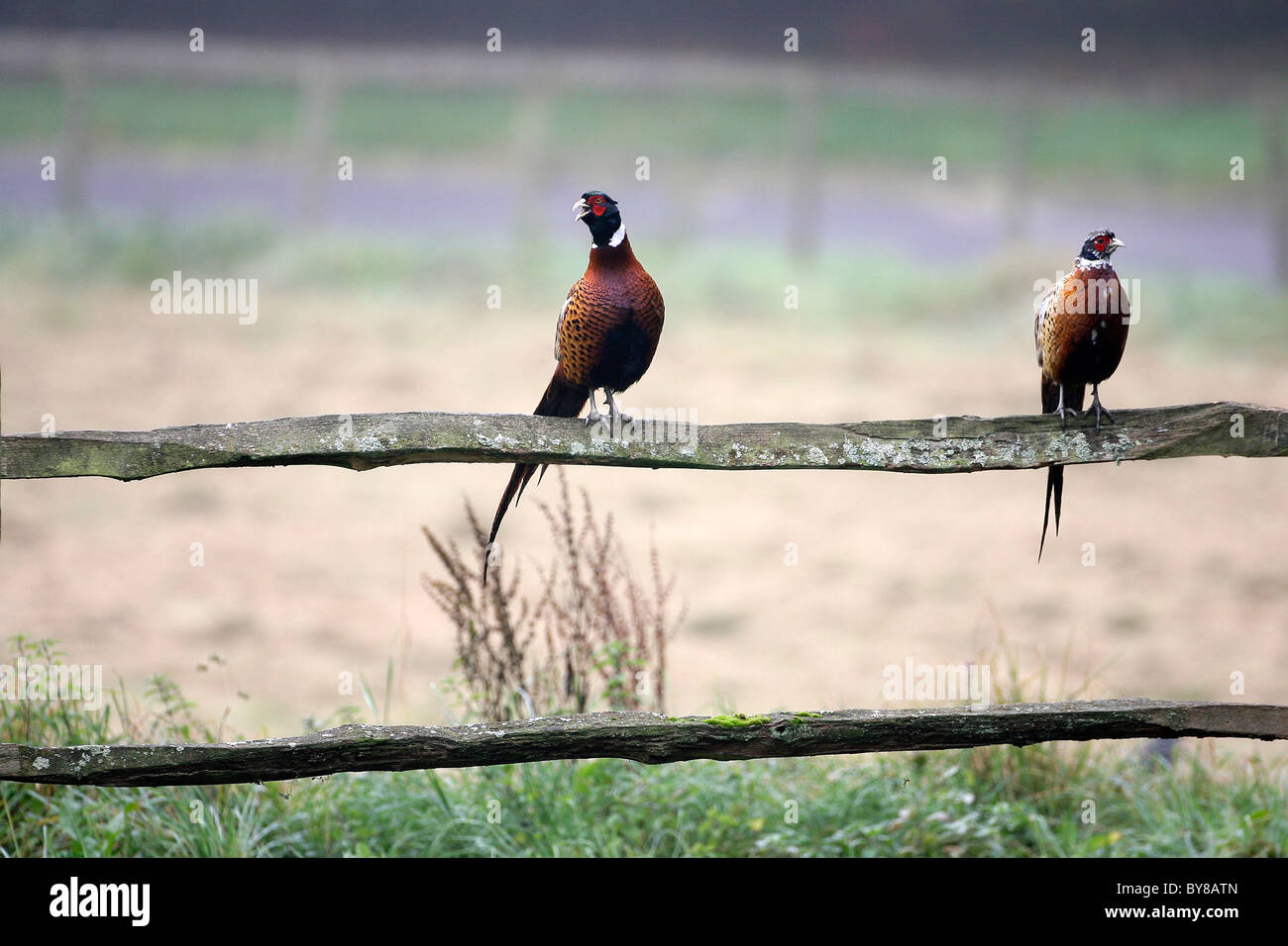 Cock Pheasants standing on a fence. Picture by James Boardman Stock ...