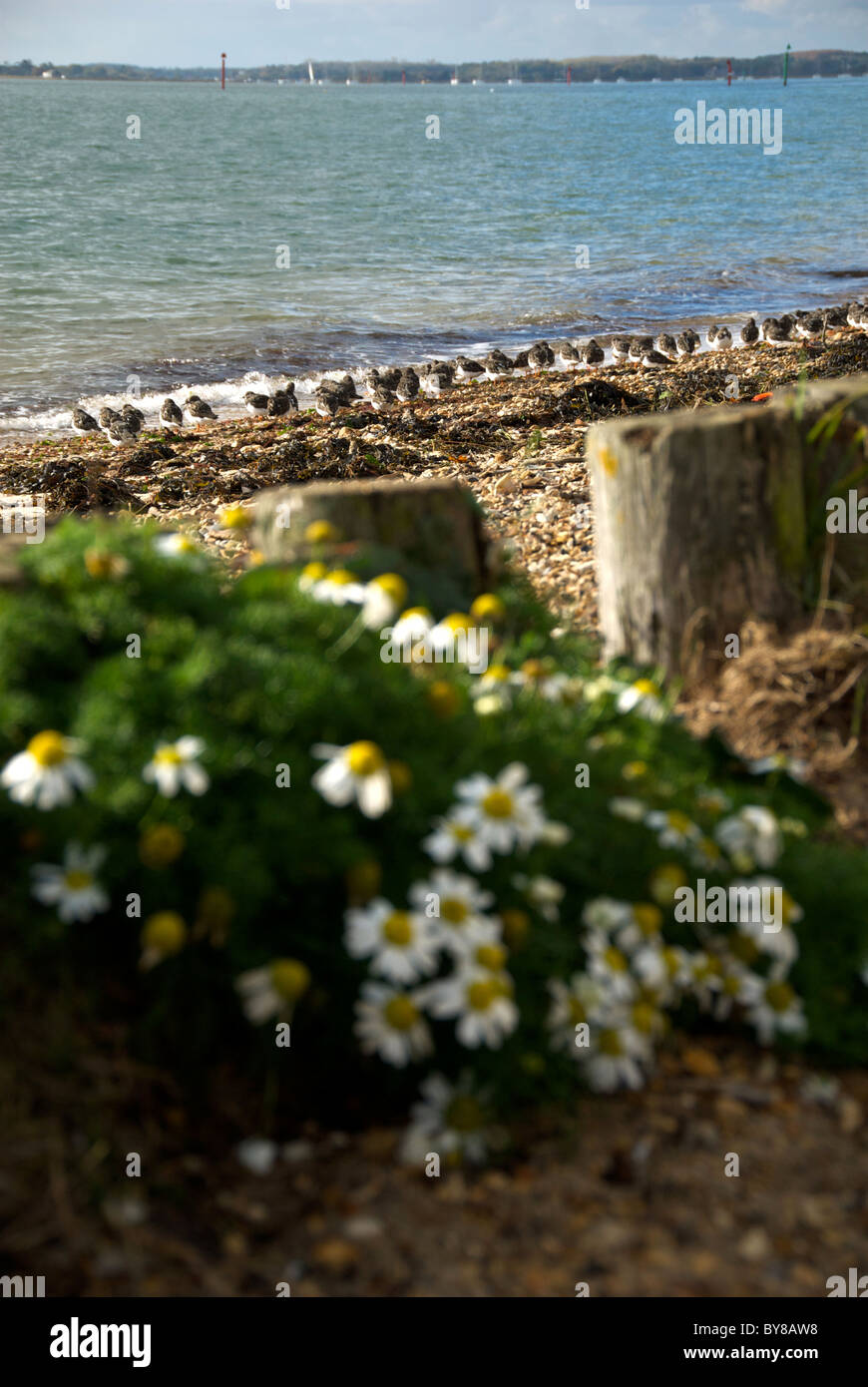 Lepe Country Park Hampshire UK Dunlin Birds Solent Beach Stock Photo ...