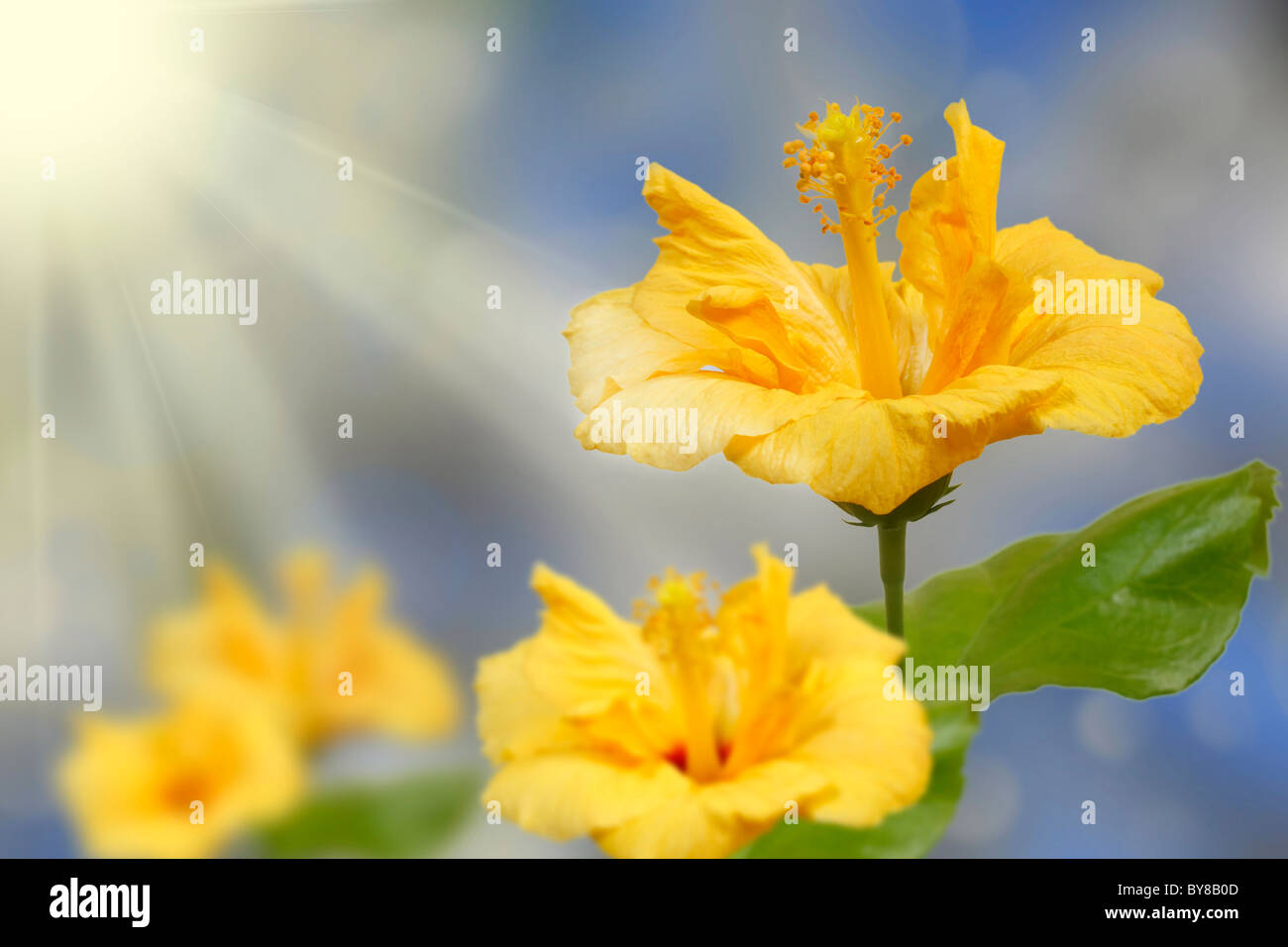 Yellow hibiscus flower illuminated sun Stock Photo - Alamy
