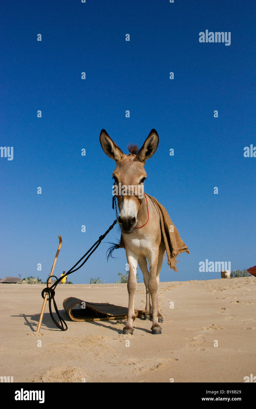 Lamu donkey hi-res stock photography and images - Alamy