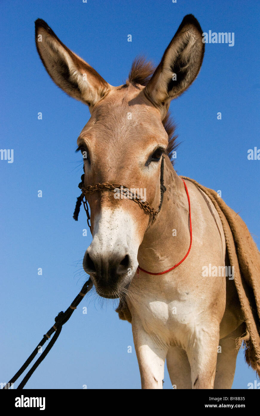 Donkeys tied up hi-res stock photography and images - Alamy