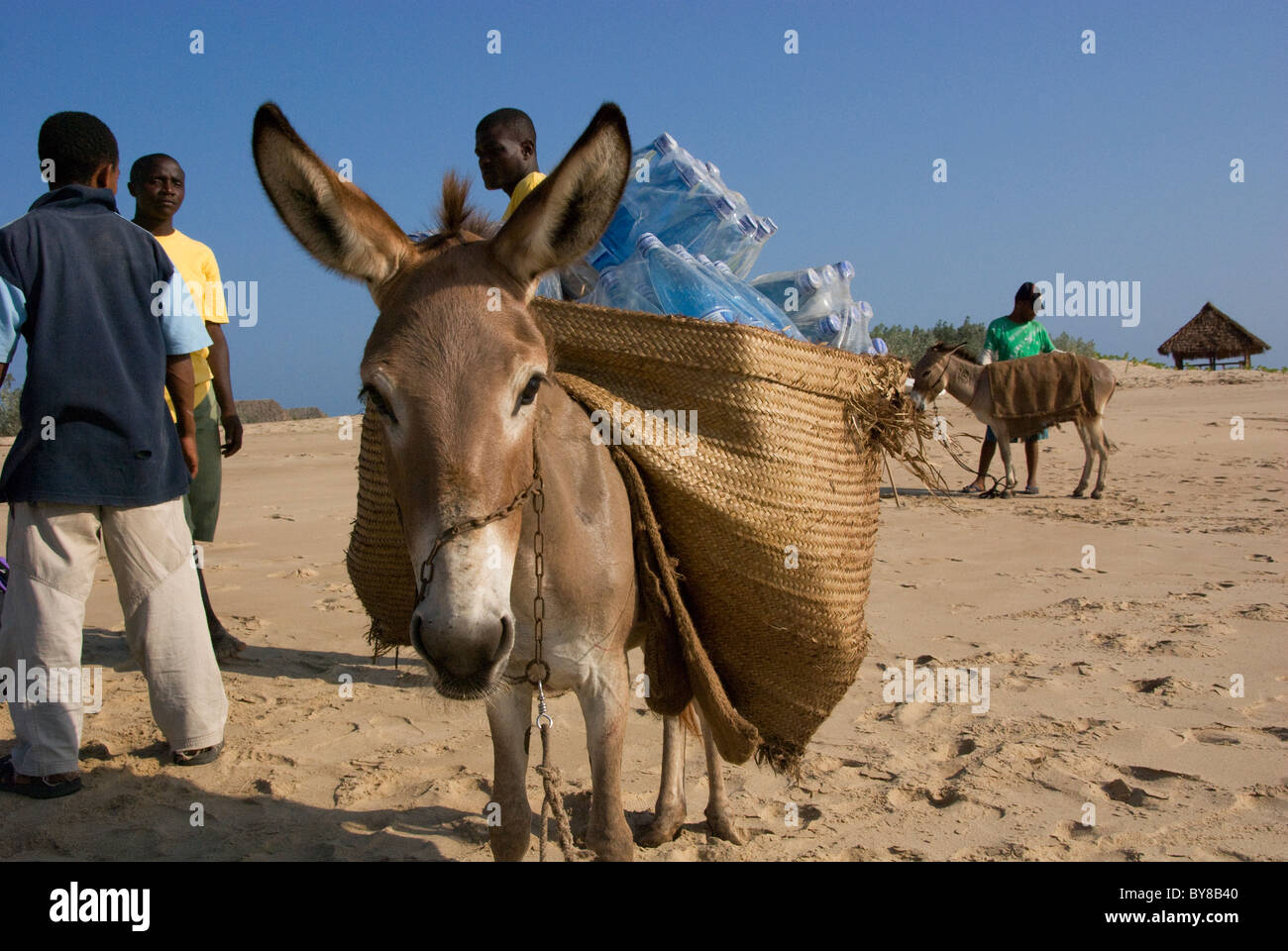 Donkeys carrying load hi-res stock photography and images - Alamy