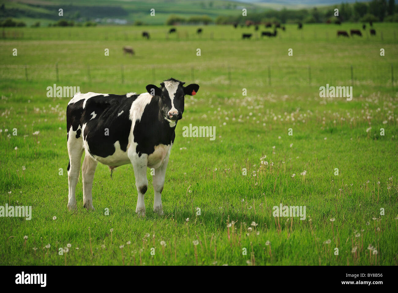 Holstein cow hi-res stock photography and images - Alamy