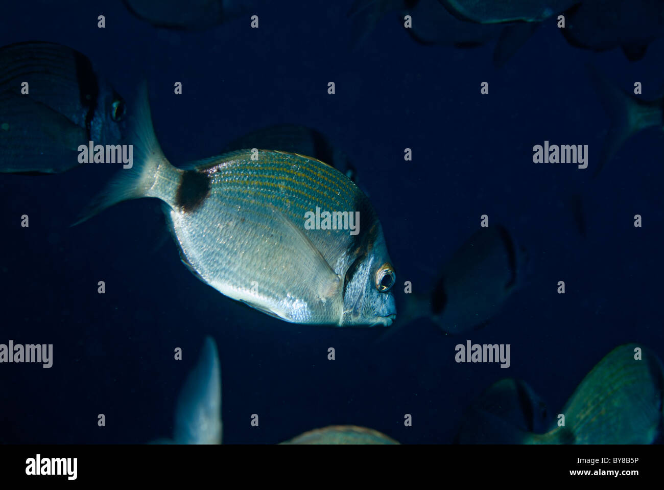 Seabream hi-res stock photography and images - Alamy