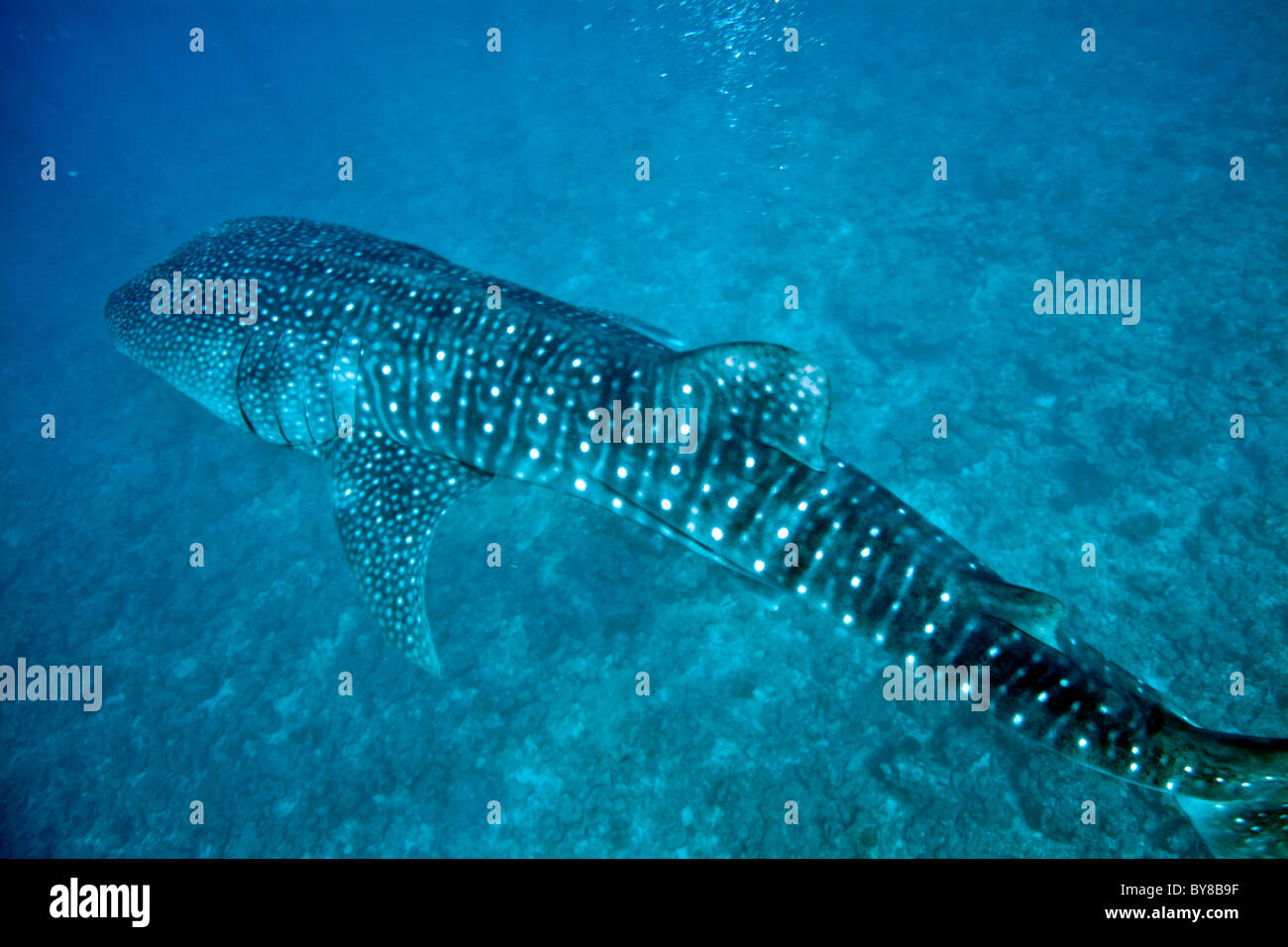 Spotted whale shark (rhincodon typus) swimming in Ari Atoll, Maldives ...
