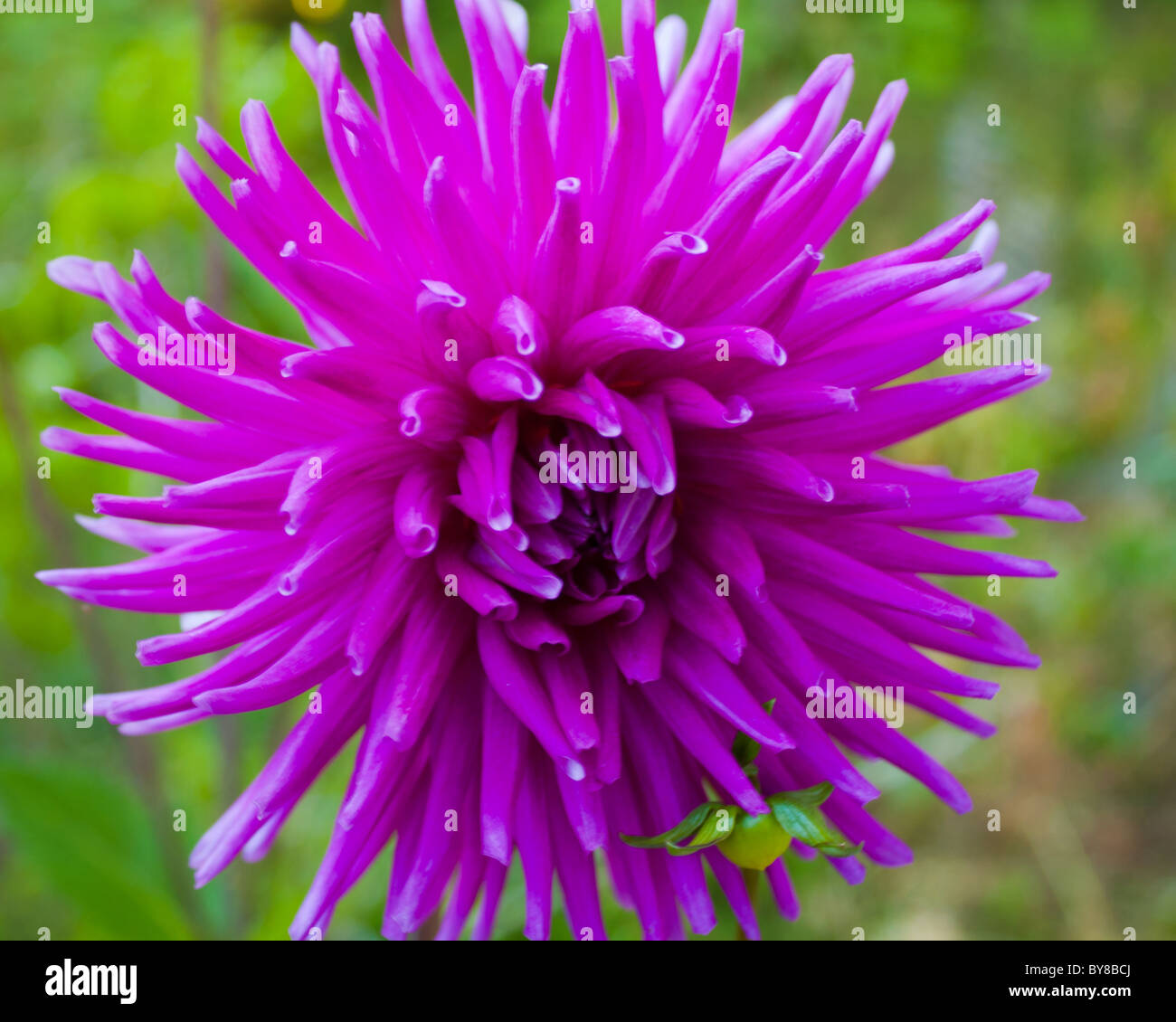 Closeup picture of beautiful flower Stock Photo - Alamy