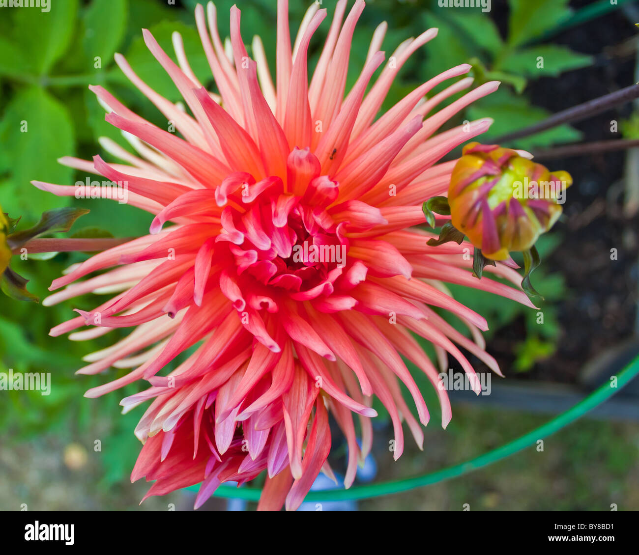 Closeup picture of beautiful flower Stock Photo - Alamy