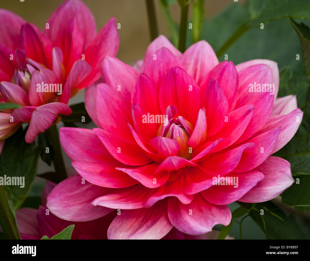 Closeup picture of beautiful flower Stock Photo - Alamy