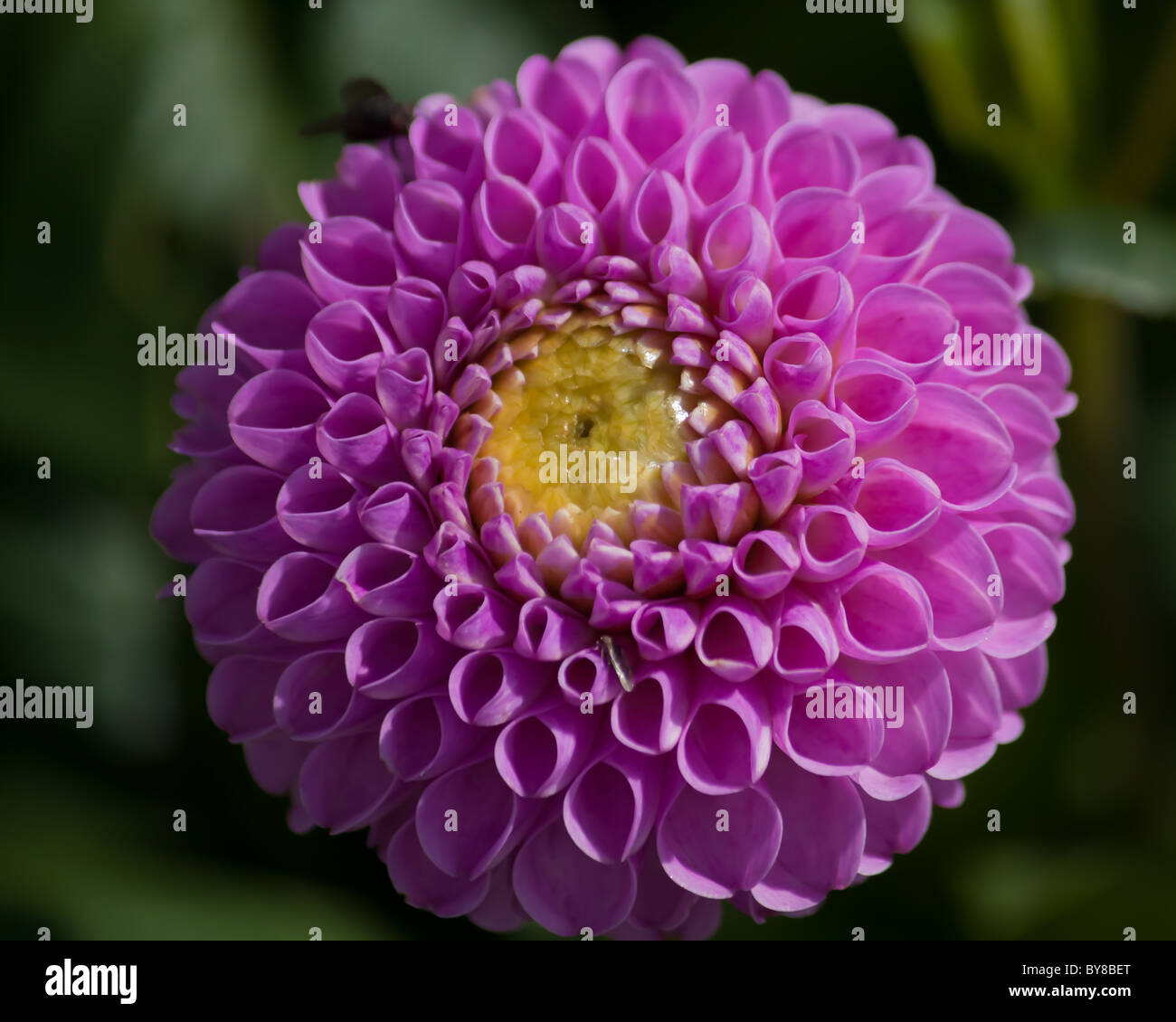 Bergianska hi-res stock photography and images - Alamy