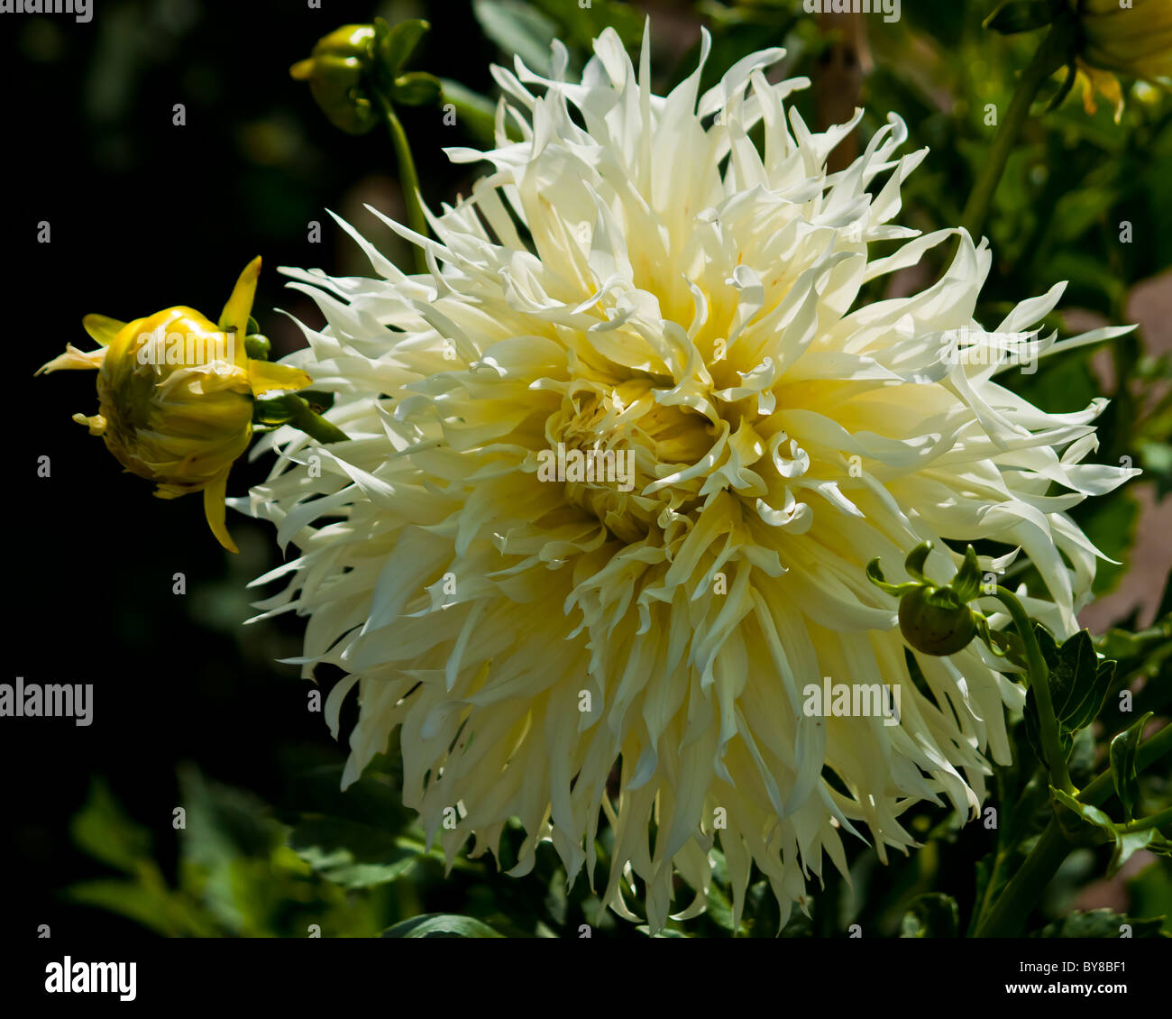 Closeup picture of beautiful flower Stock Photo - Alamy