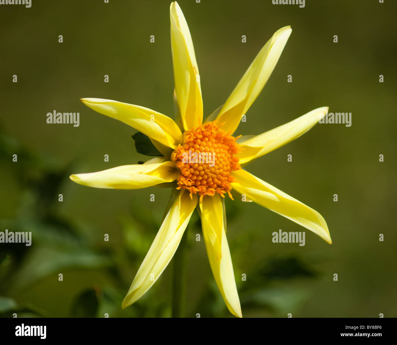 Closeup picture of beautiful flower Stock Photo - Alamy