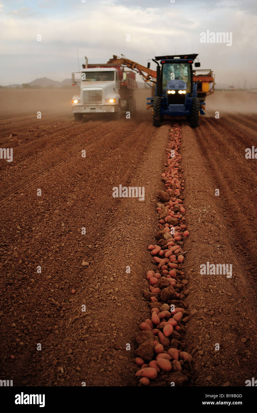 Potato farms hi-res stock photography and images - Alamy