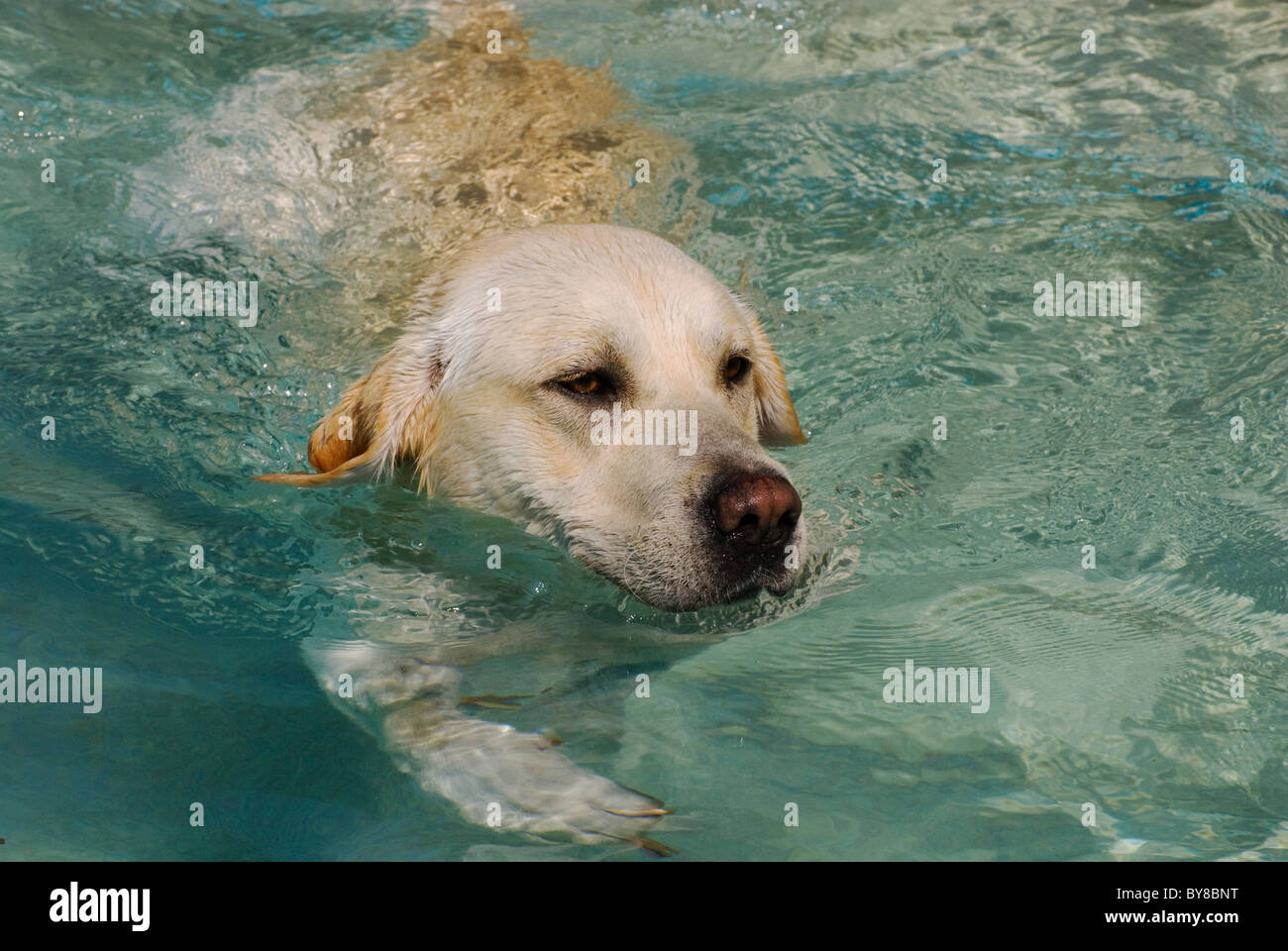Dog labrador in swimming pool hi-res stock photography and images - Alamy