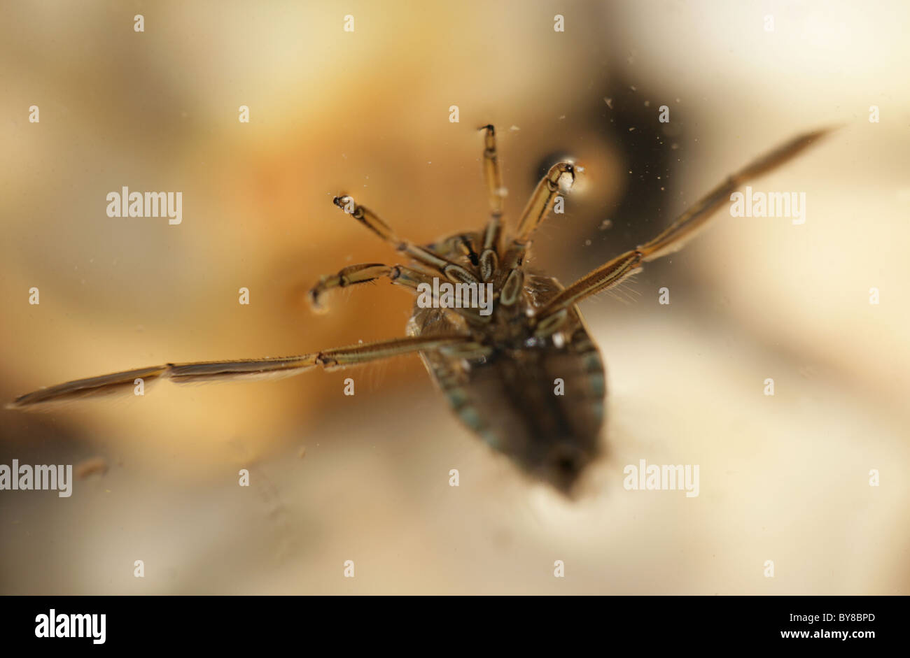 Water boatman hi-res stock photography and images - Alamy