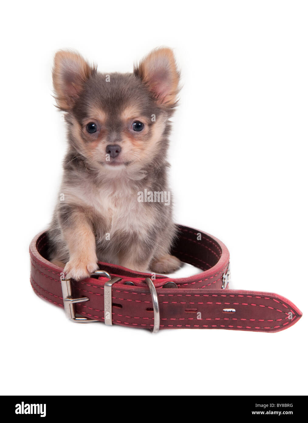 Chihuahua Puppy is sitting inside a big red collar Stock Photo - Alamy