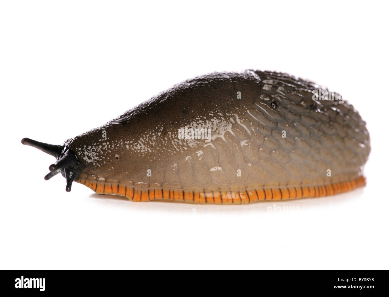 Common slug uk hi-res stock photography and images - Alamy