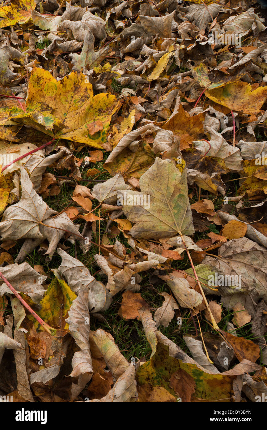close up of autumn fall leaves maple plane spp Stock Photo - Alamy