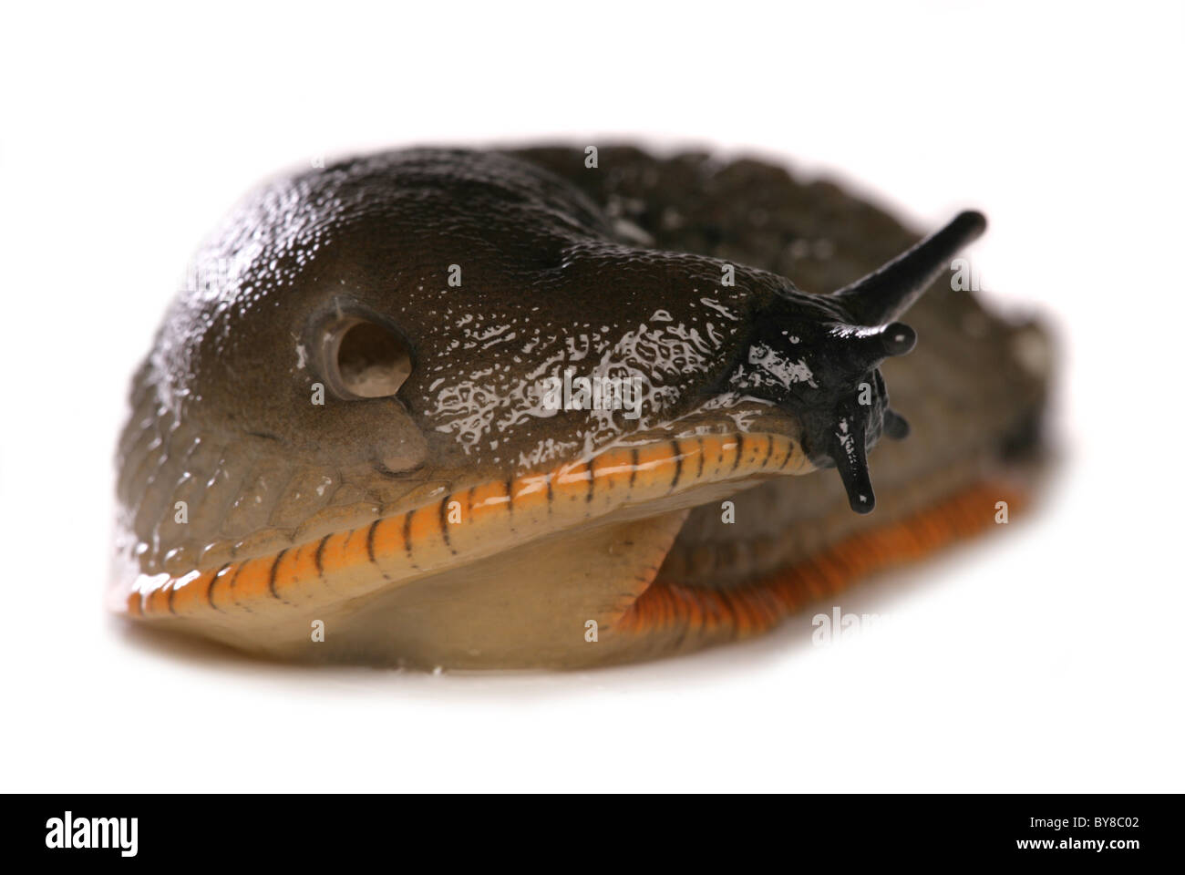 Common slug uk hi-res stock photography and images - Alamy