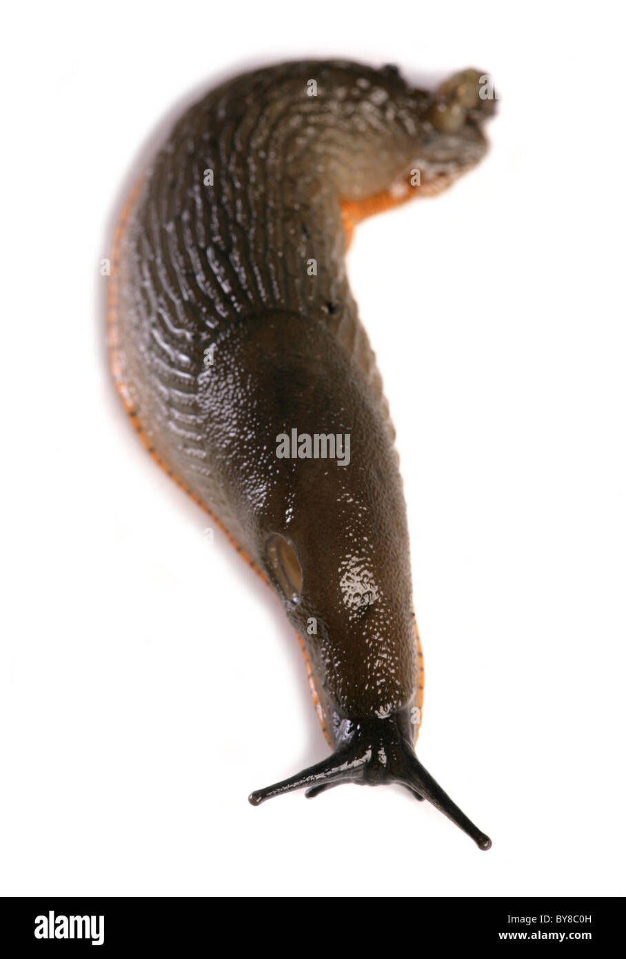 Common Slug Arion ater Single adult in studio UK Stock Photo - Alamy