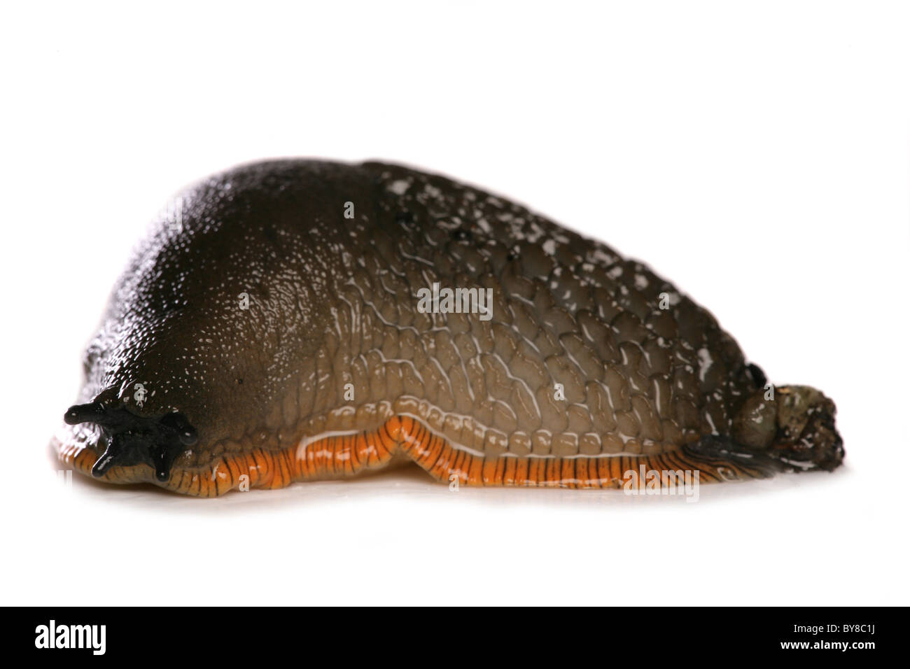 Common Slug Arion ater Single adult in studio UK Stock Photo - Alamy