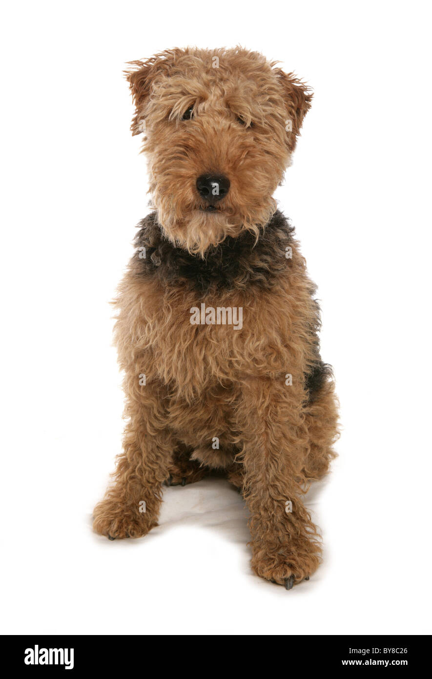 Welsh Terrier Mix Puppies