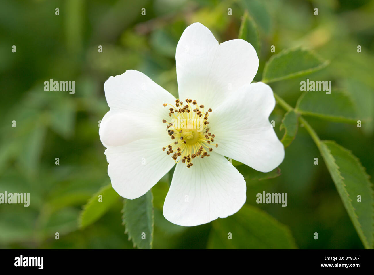 Rosa canina flower hi-res stock photography and images - Alamy