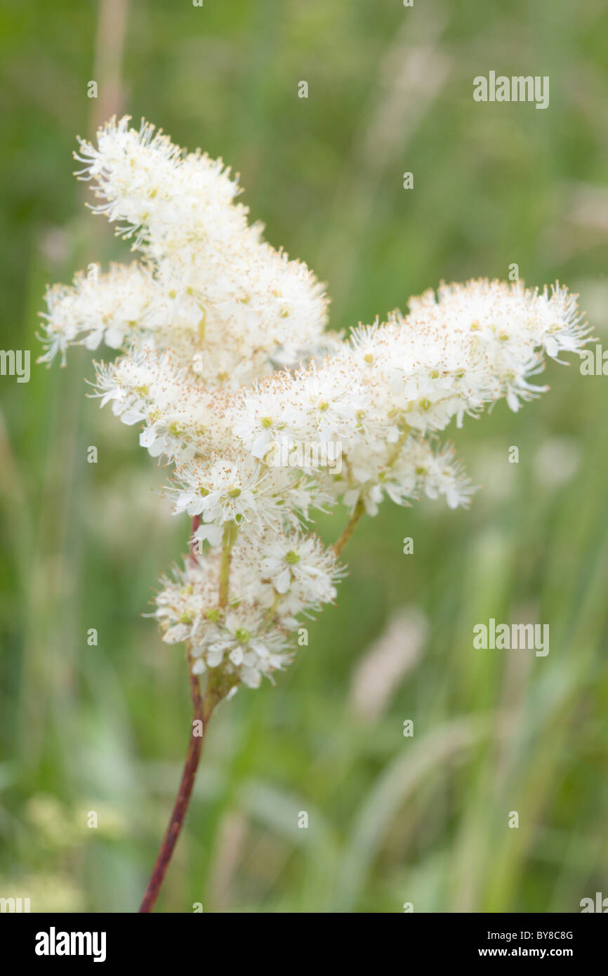 Meadowsweet, Filipendula ulmaria, flowers Stock Photo - Alamy