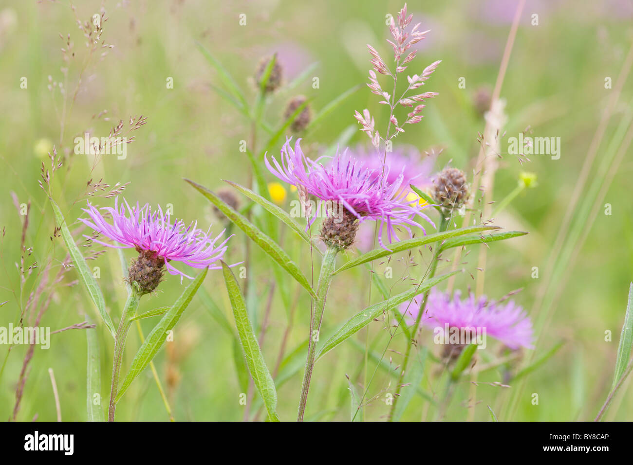 Three Common Knapweed, Centaurea nigra, flowers in hay meadow Stock ...
